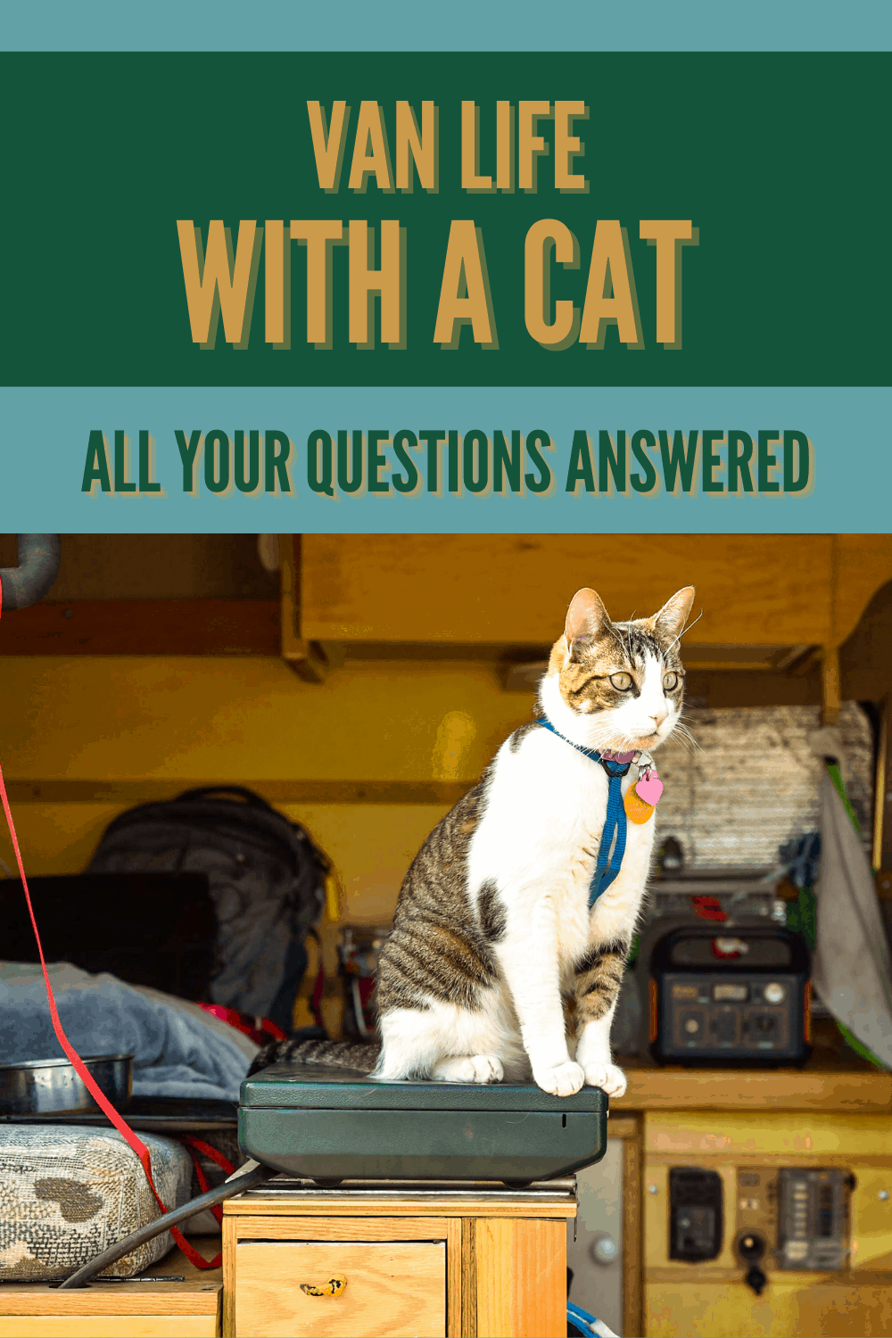 Van Life with a Cat: My Own Experience | Outdoorsy Nomad