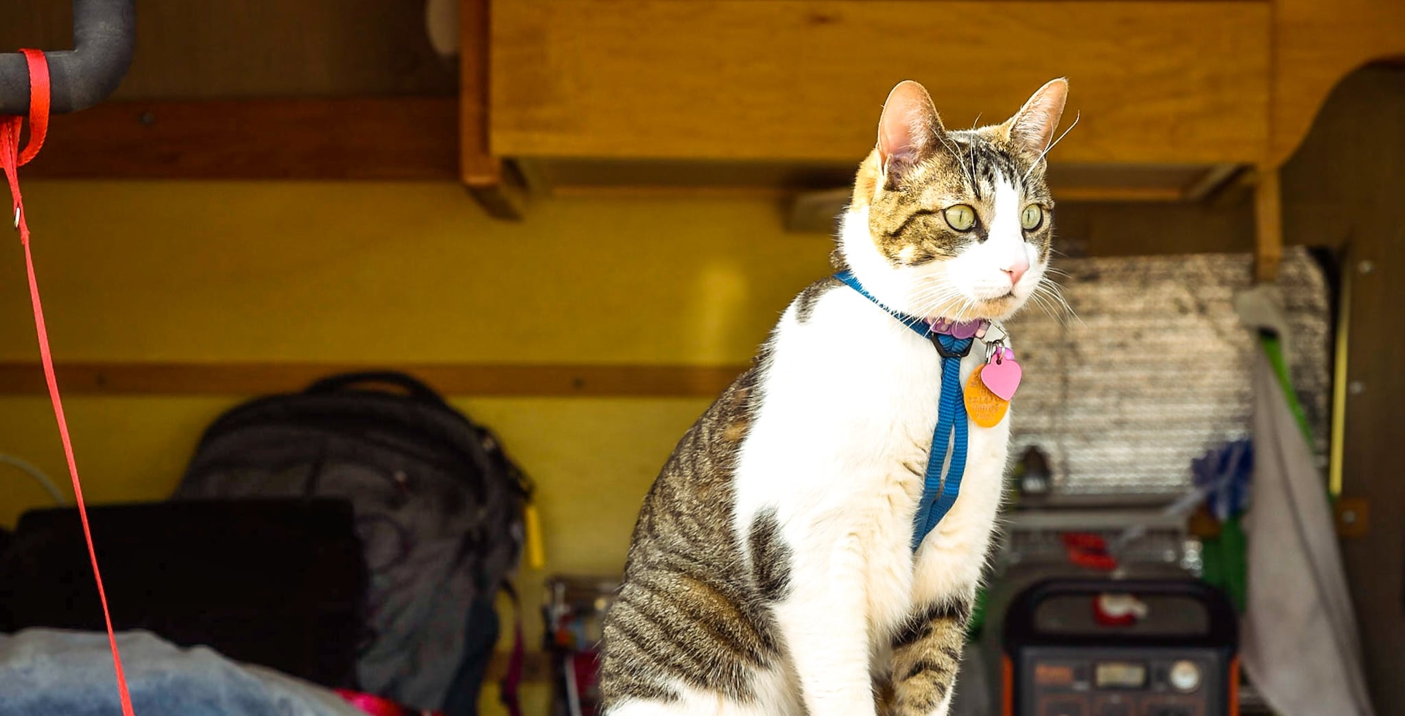 Van Life with a Cat: My Own Experience | Outdoorsy Nomad